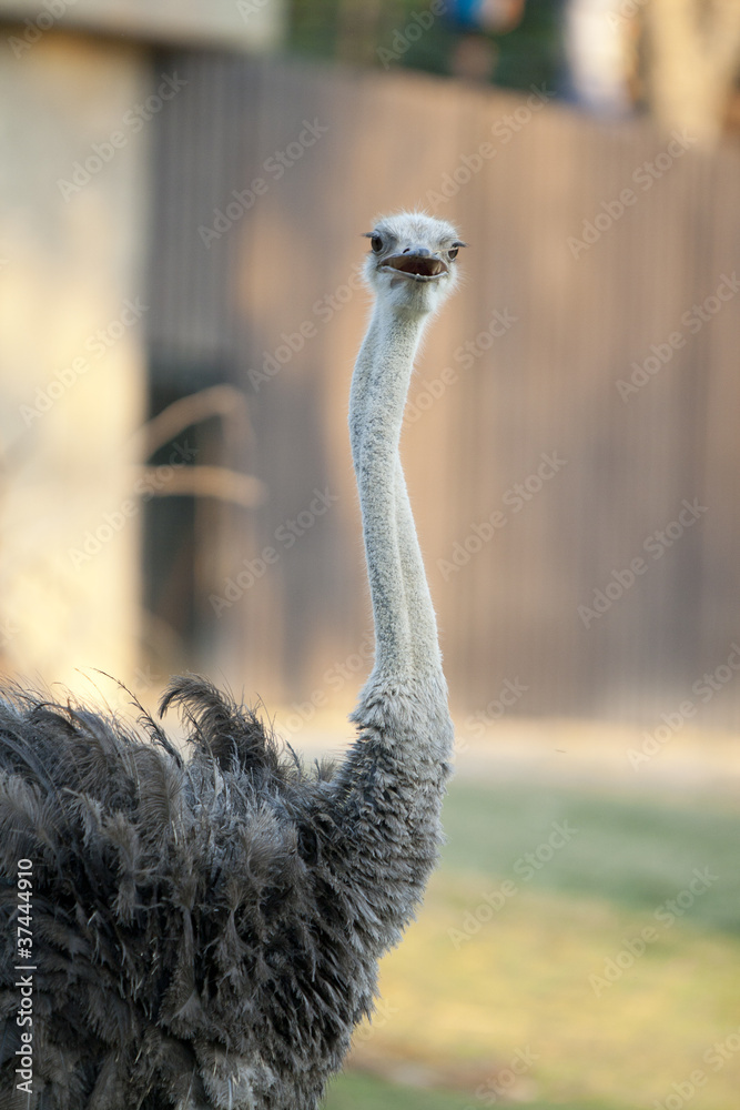 Ostrich Stock Photo | Adobe Stock