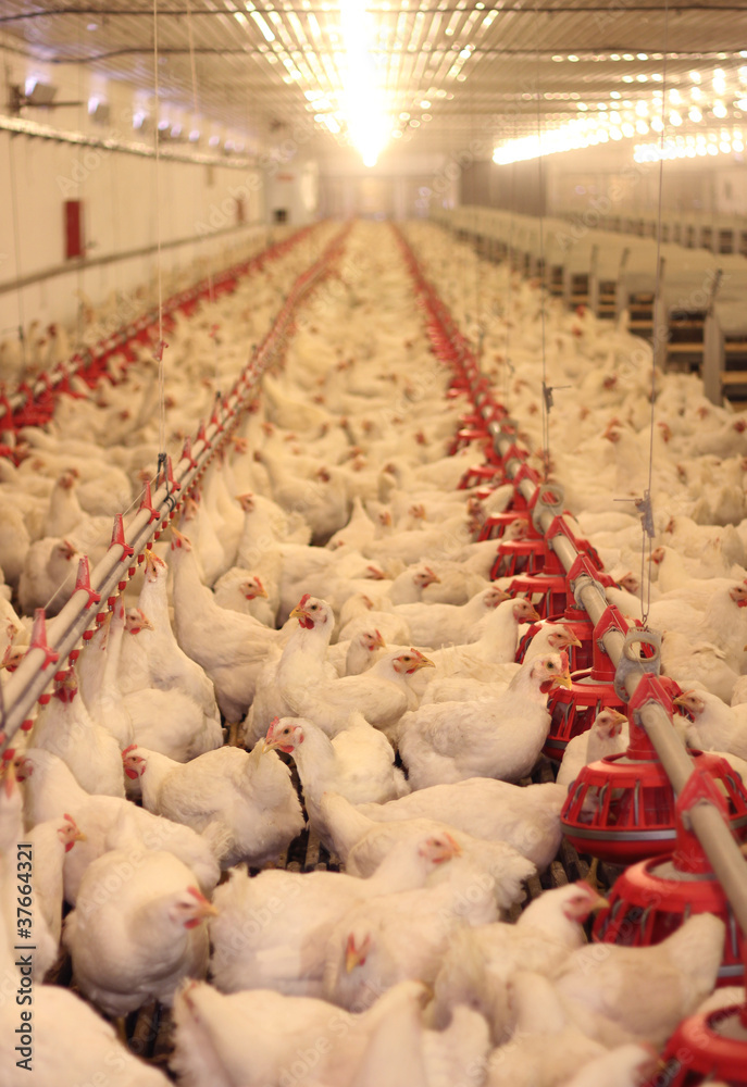 Chicken Farm, Poultry Stock Photo | Adobe Stock