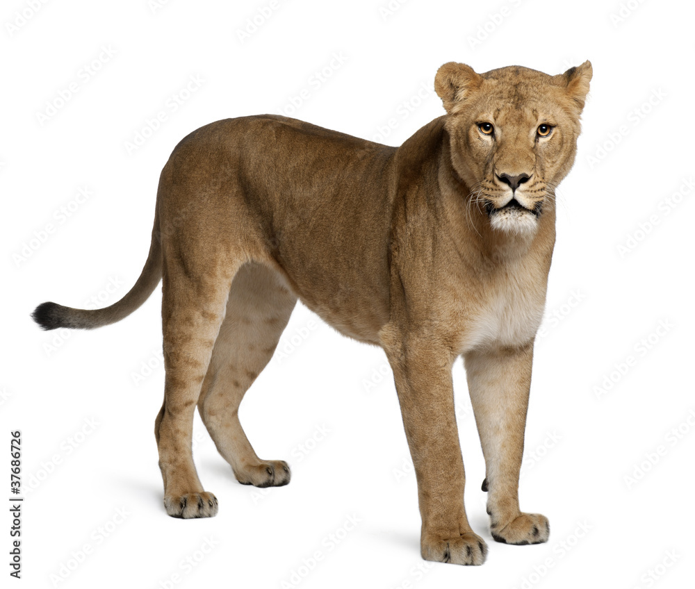 Lioness, Panthera leo, 3 years old, standing Stock Photo | Adobe Stock