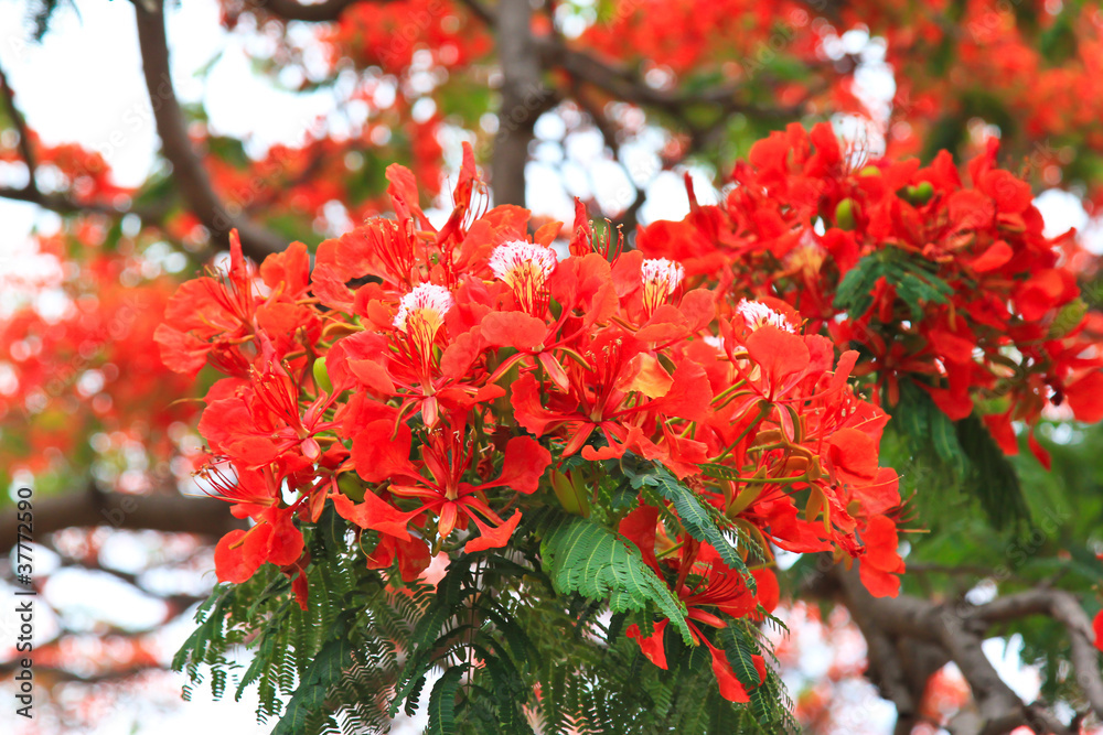 fleur flamboyant Stock Photo | Adobe Stock