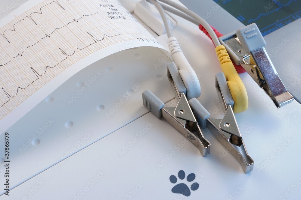 Veterinary ECG with crocodile electrodes Stock Photo | Adobe Stock
