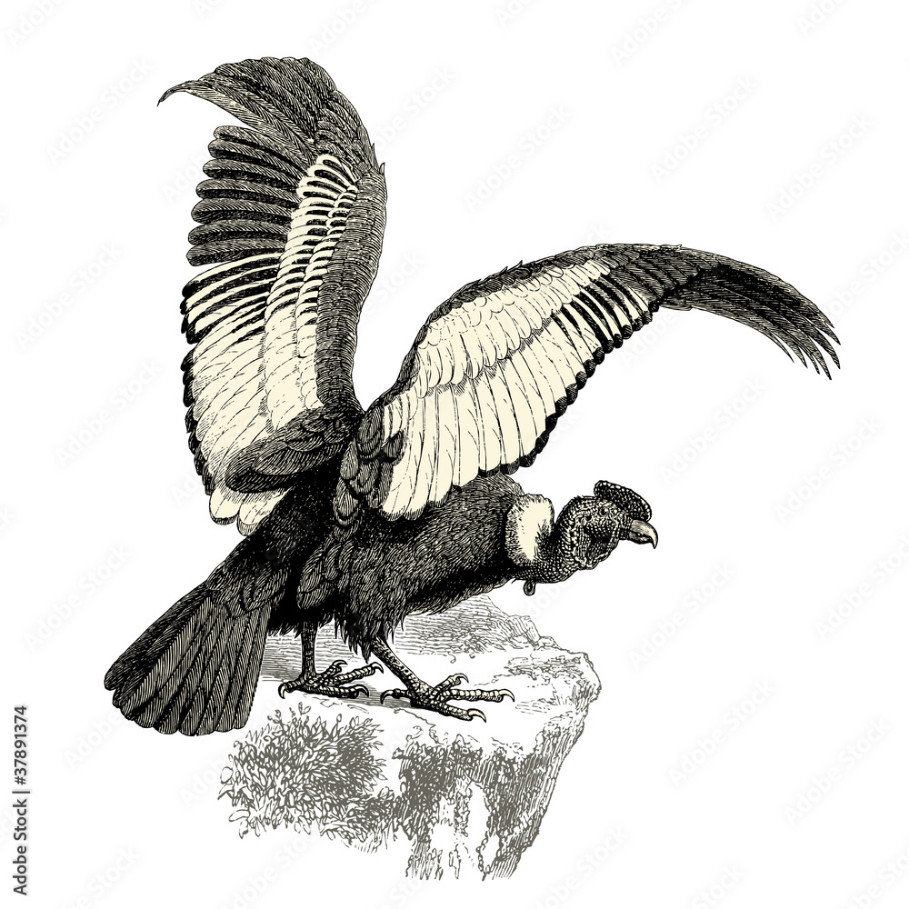 Condor vector de Stock | Adobe Stock