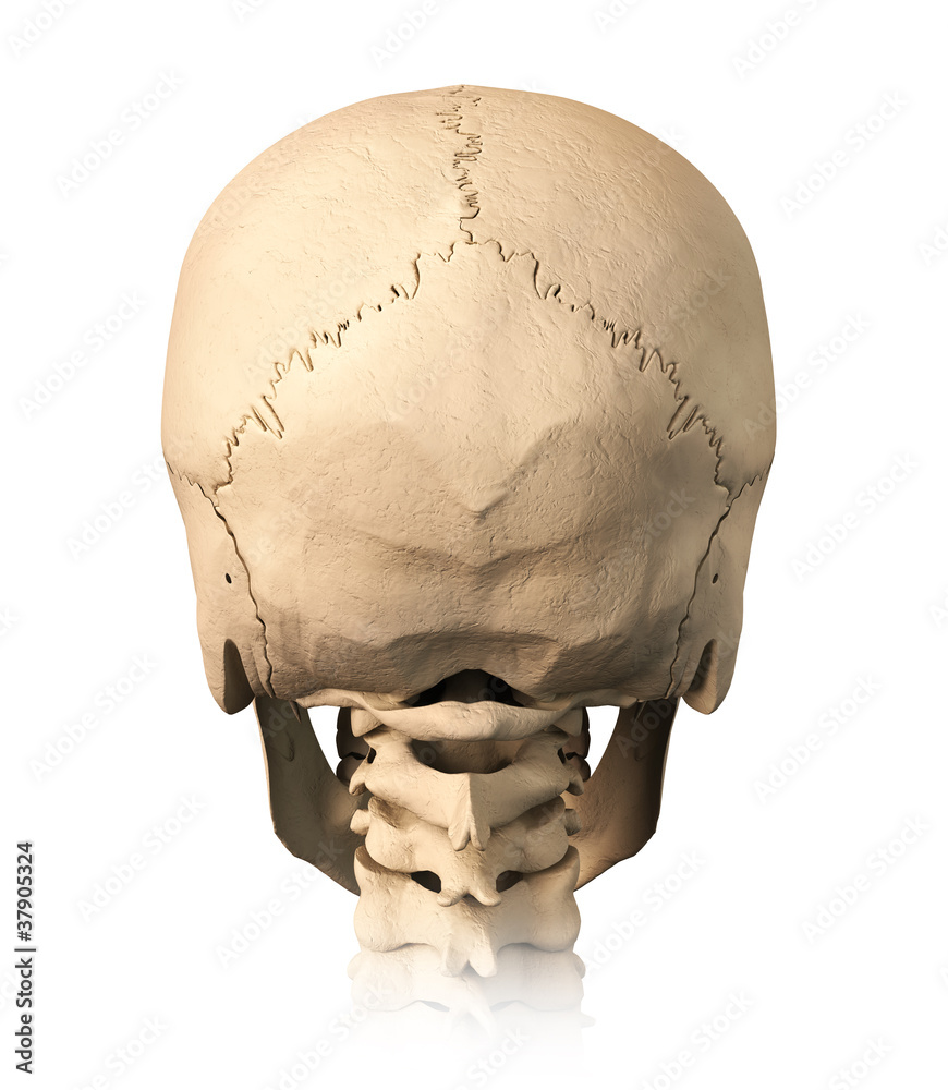Human skull, back view. Stock Illustration | Adobe Stock