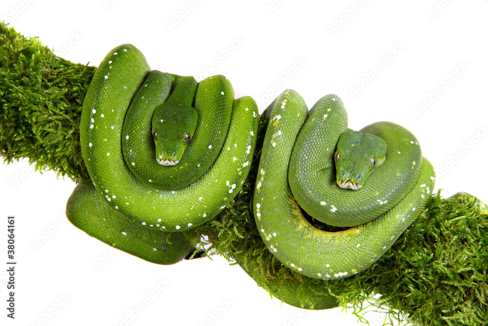 Snake ,Schlange ,Boa,Python,morelia viridis Stock Photo | Adobe Stock