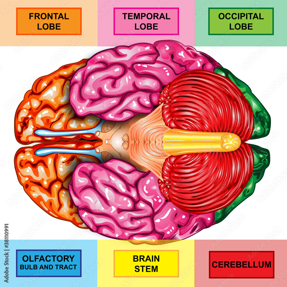 Human brain underside view Stock Illustration | Adobe Stock
