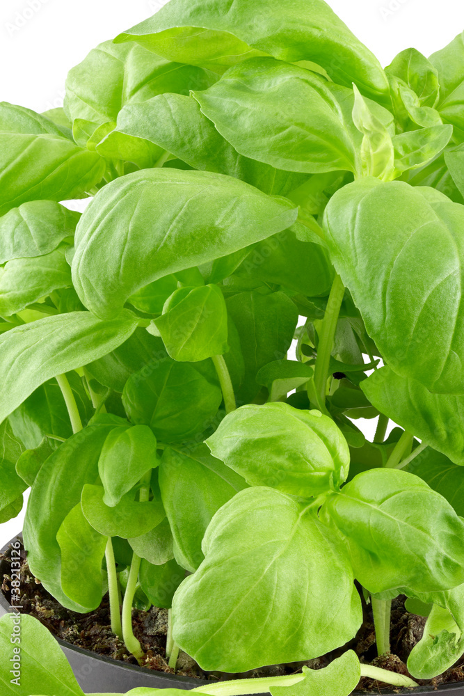 Bazylia Stock Photo | Adobe Stock