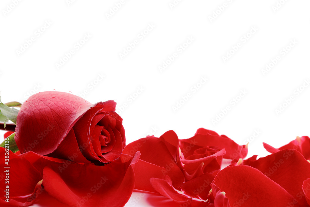red rose petals Stock Photo | Adobe Stock