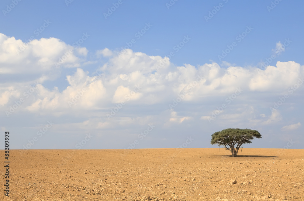 Lonely tree in desert Stock Photo | Adobe Stock