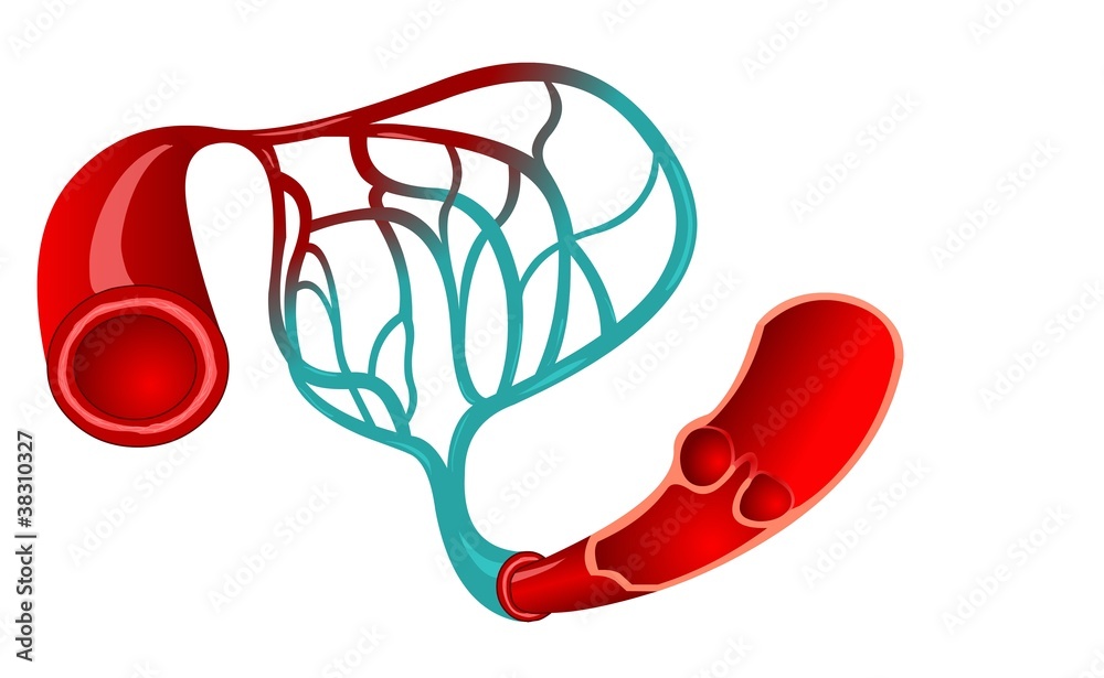 Capillary Stock Vector | Adobe Stock
