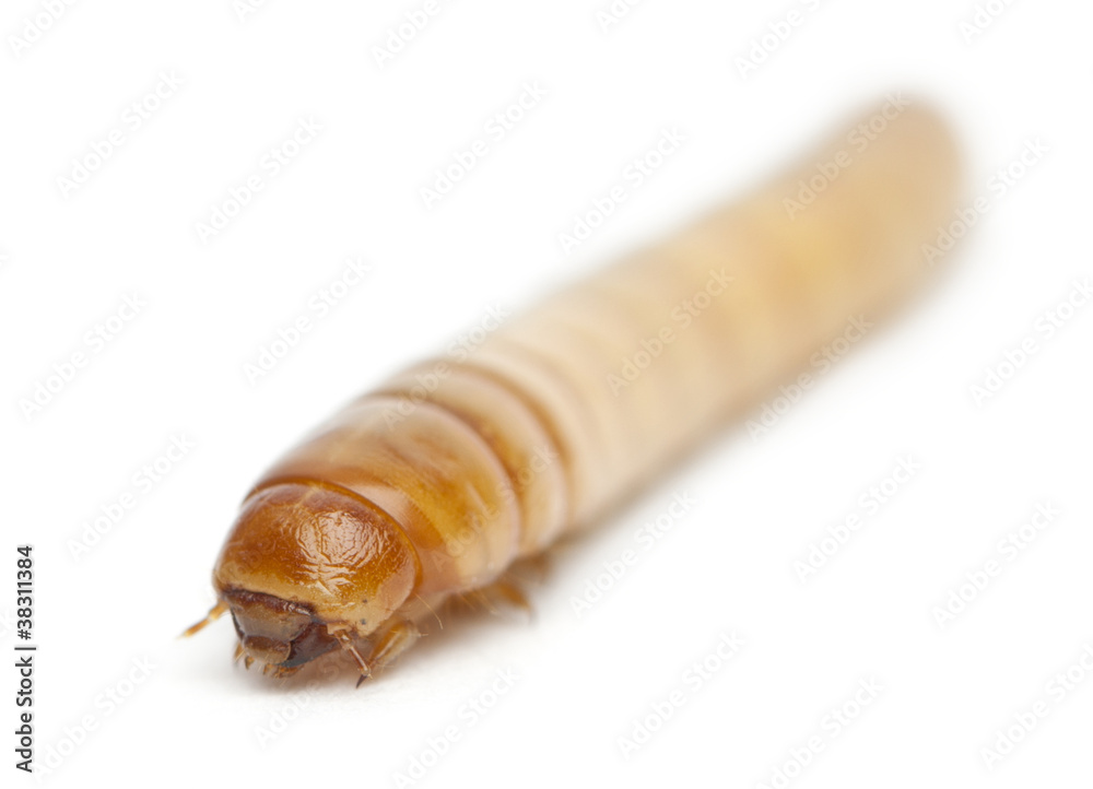 Larva of Mealworm, Tenebrio molitor Stock Photo | Adobe Stock