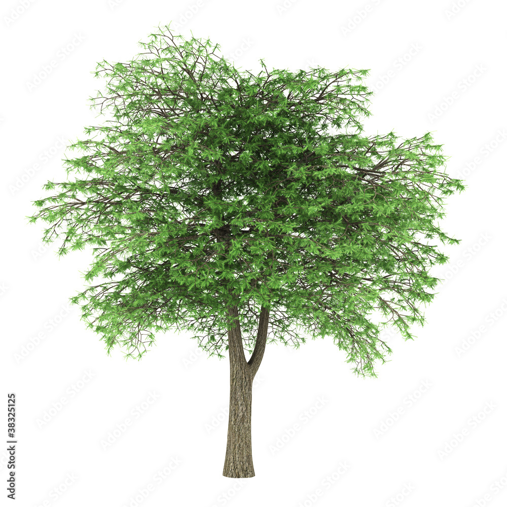 lebanon cedar tree isolated on white background Stock Photo | Adobe Stock