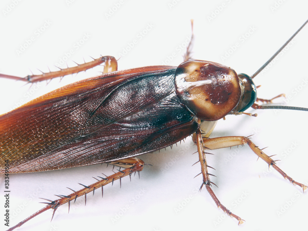 Foto Stock Detalle de una cucaracha en fondo blanco. | Adobe Stock