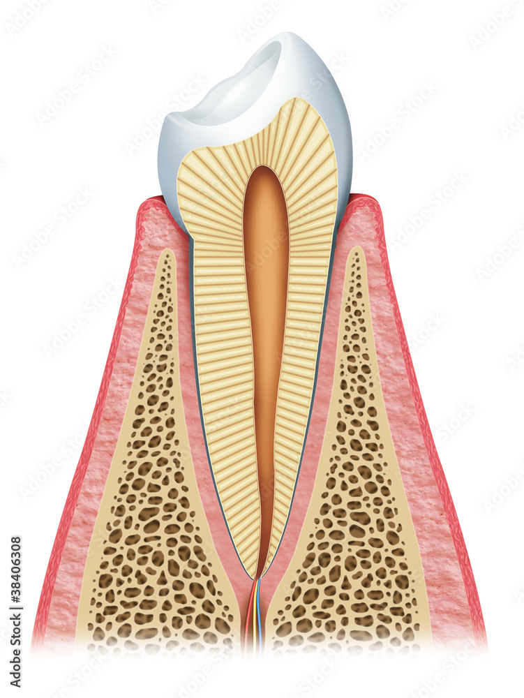 anatomy of the tooth Stock Illustration | Adobe Stock