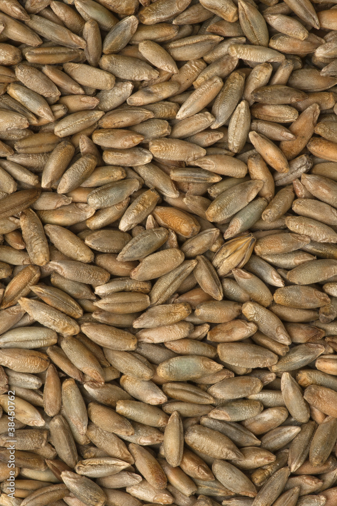 Centeno foto de Stock | Adobe Stock