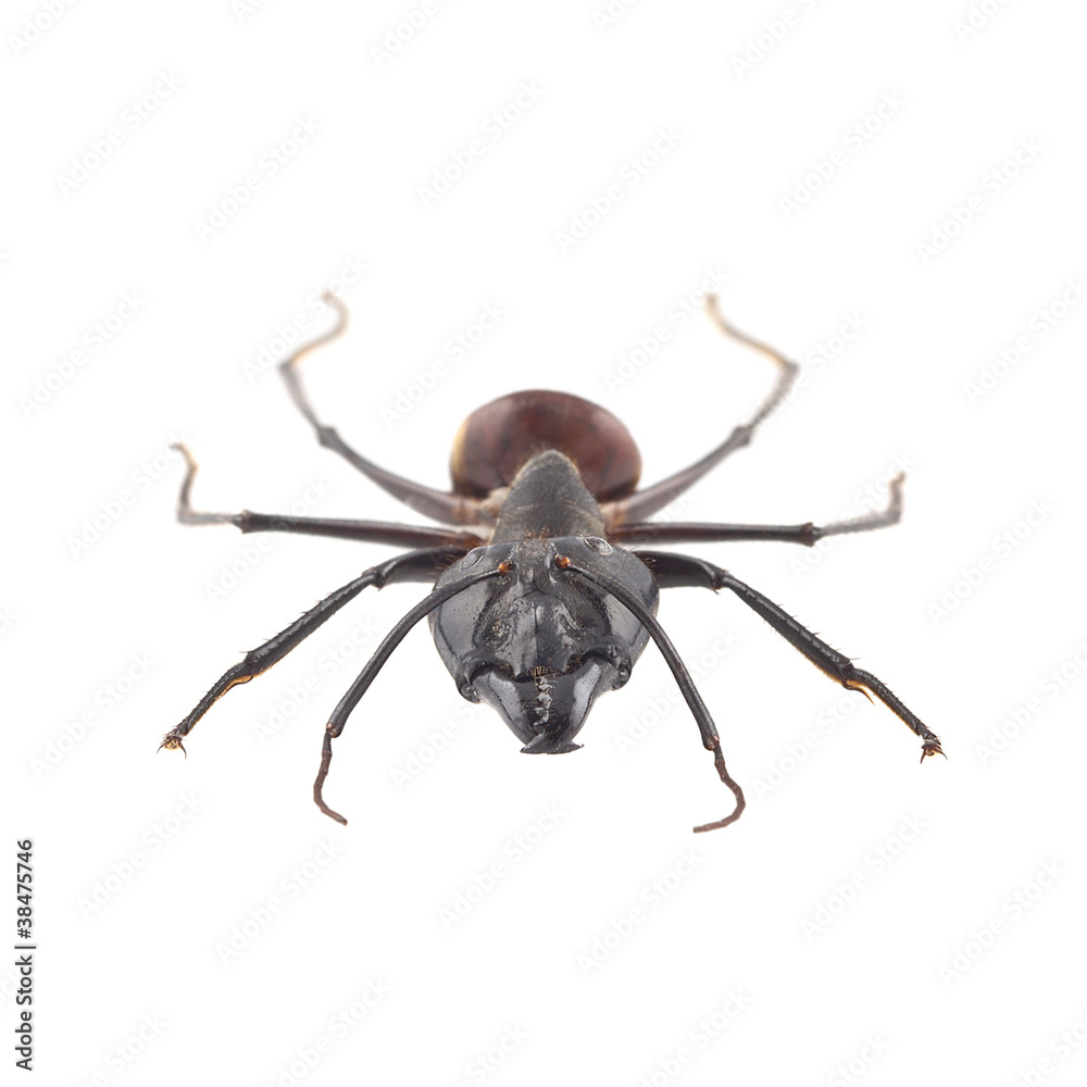 Giant forest ant, Camponotus gigas isolated on white background Stock ...