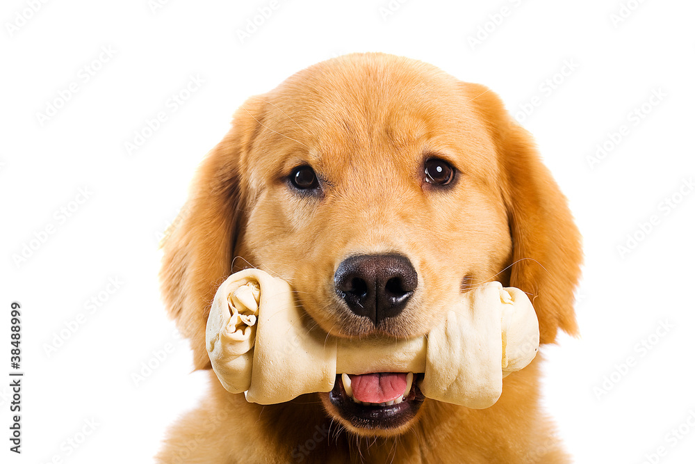 Golden Retriever dog with a bone Stock Photo | Adobe Stock