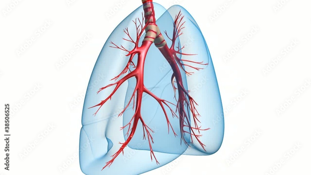 Lungs - pulmonary system. Front view, isolated on white Stock Video ...