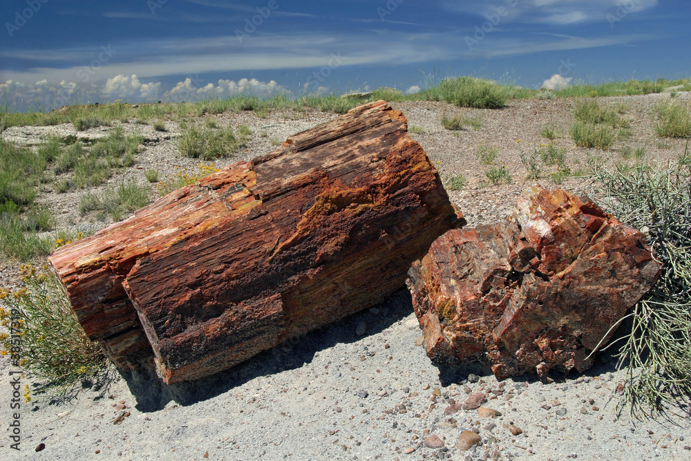 225 Million Year Old Fossilized Tree Trunks from the Late Triassic ...