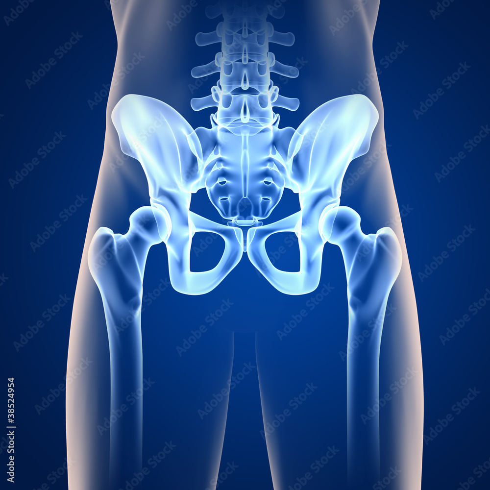Hüfte-Anatomie - 3D Grafik Stock Illustration | Adobe Stock