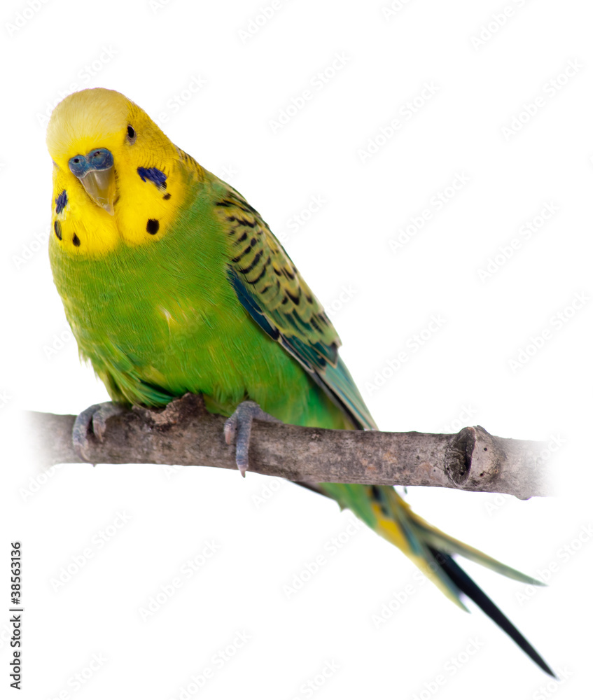 Foto de perruche verte et jaune sur fond blanc do Stock | Adobe Stock