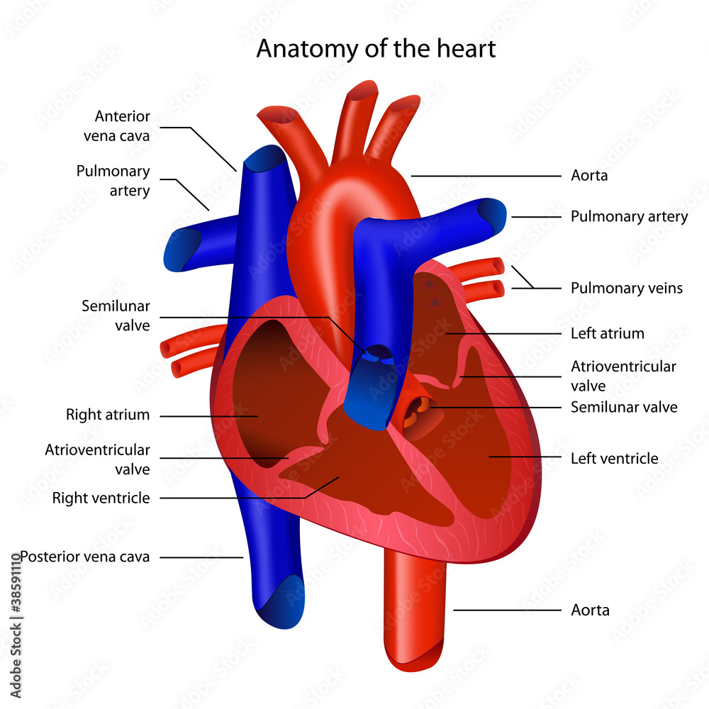 Anatomy of the heart vector illustration Stock Vector | Adobe Stock