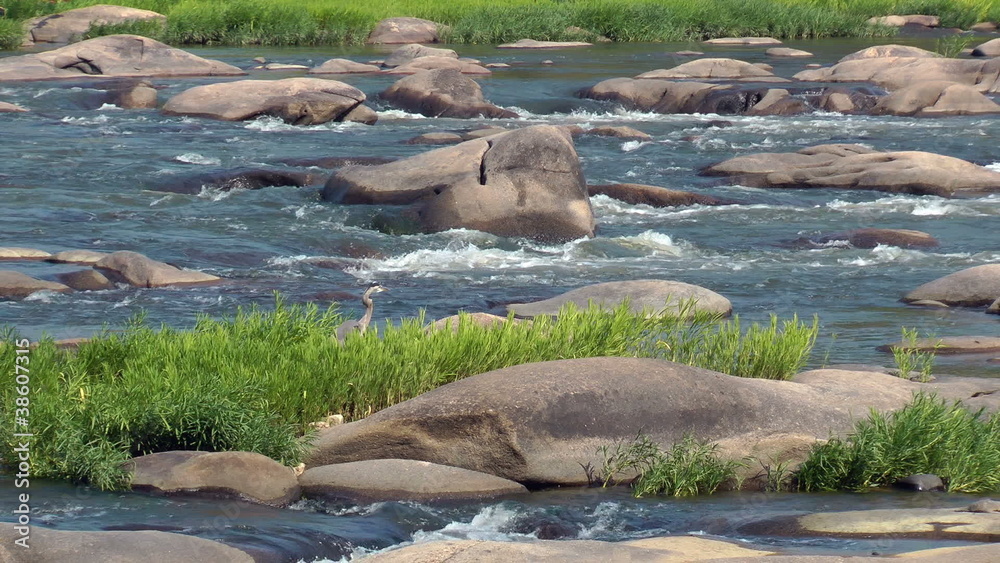 River wildlife Stock Video | Adobe Stock