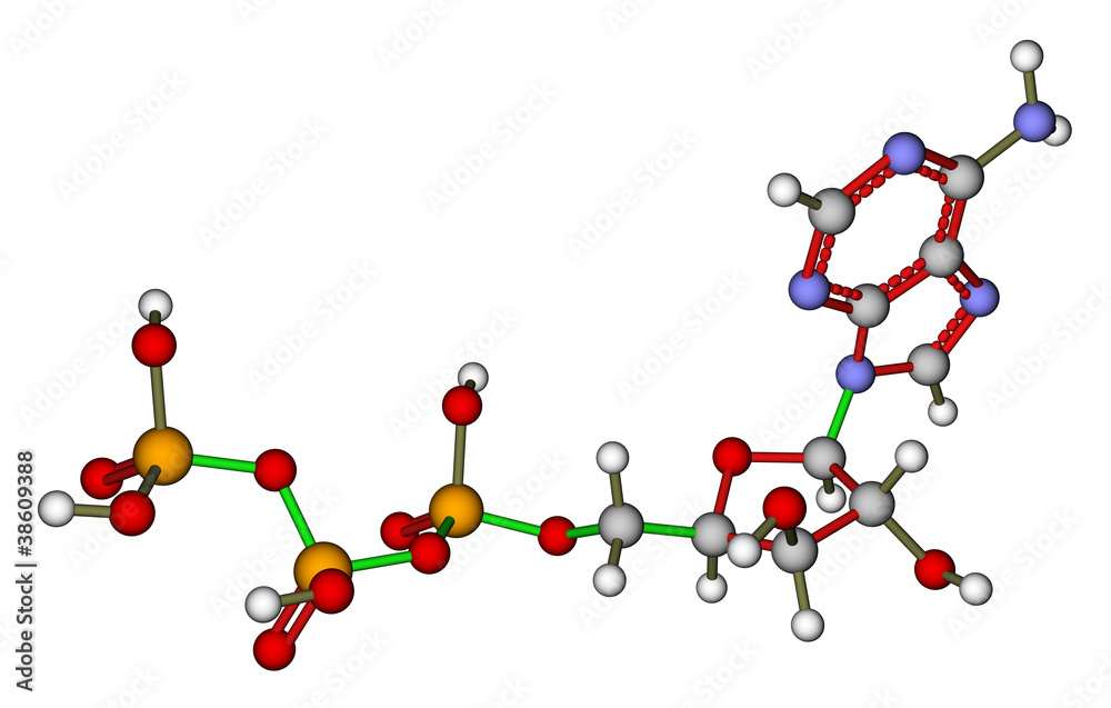 Adenosine Triphosphate Structure