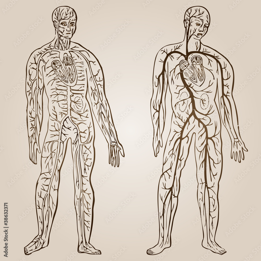 High resolution vintage anatomy sketch drawing Stock Illustration ...