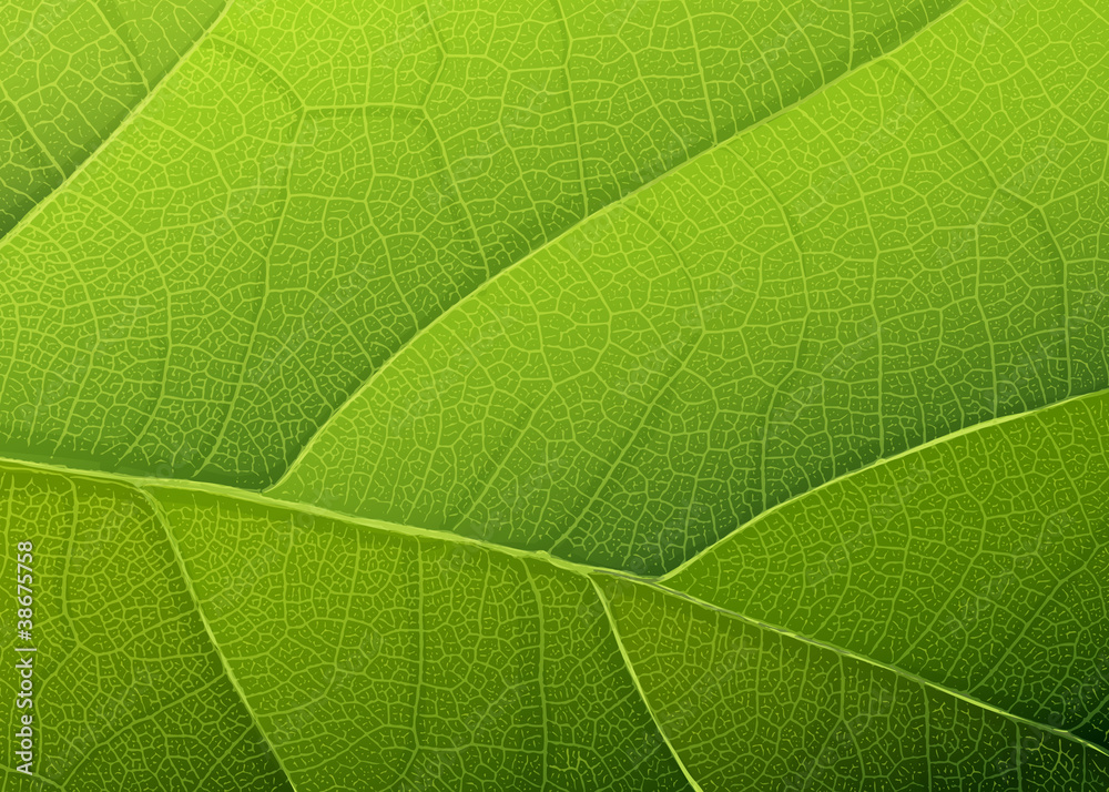 Green leaf texture. Vector background, EPS10 Stock Vector | Adobe Stock