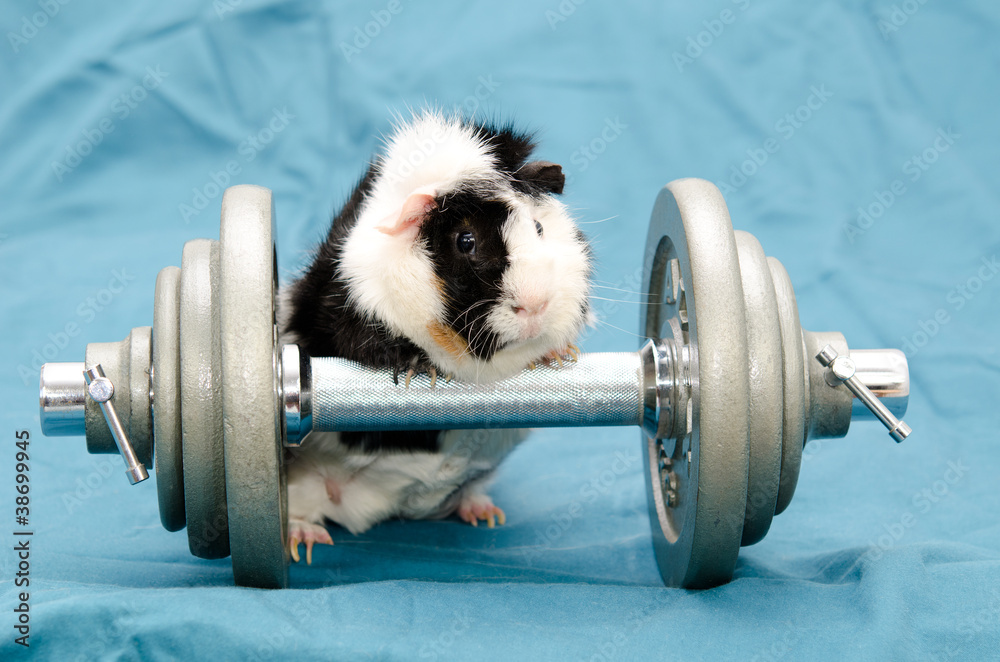 muscle pig Stock-Foto | Adobe Stock