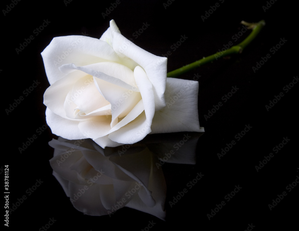 Single fallen white rose on black background Stock Photo | Adobe Stock