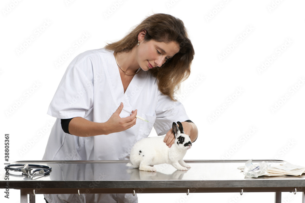 Vet giving an injection to a Dalmatian rabbit in front of white Stock ...
