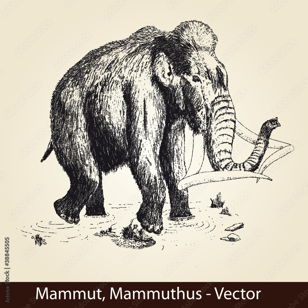 Mammut, Mammuthus - Vector vector de Stock | Adobe Stock