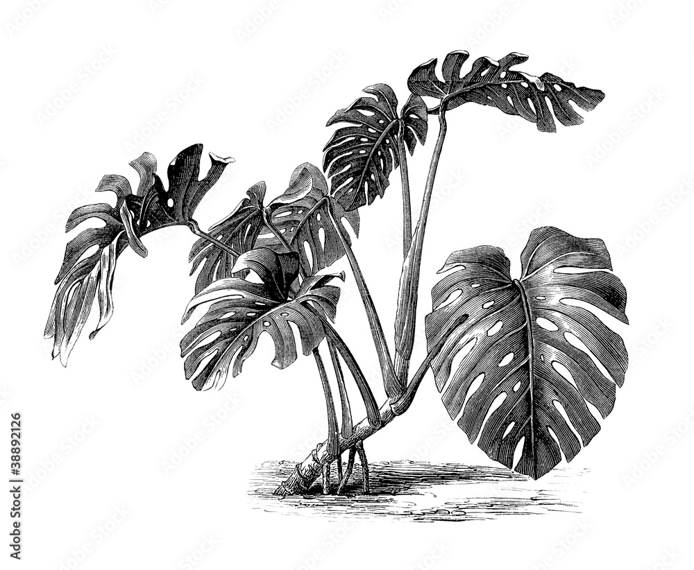 Philodendron Stock Illustration | Adobe Stock