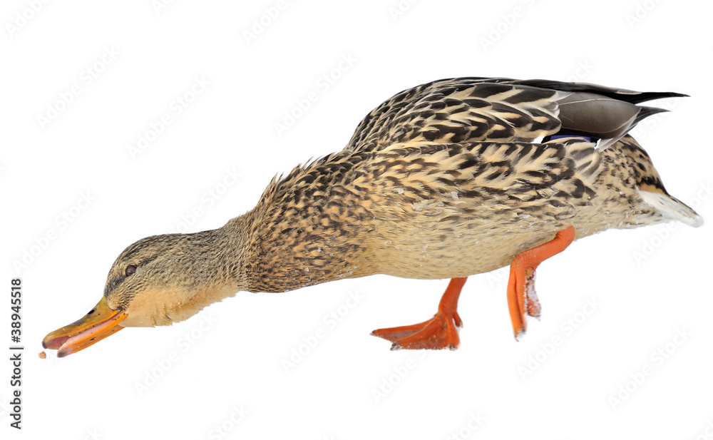 Mallard Duck Stretching for Food Isolated on White Background Stock ...