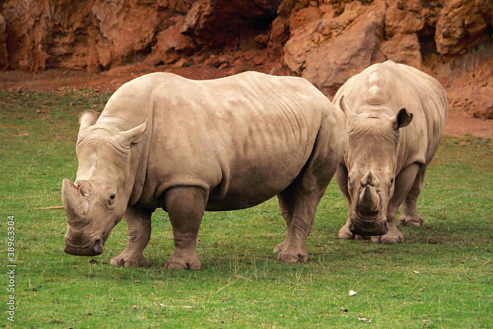 Rhinocerotidae Stock Photo | Adobe Stock
