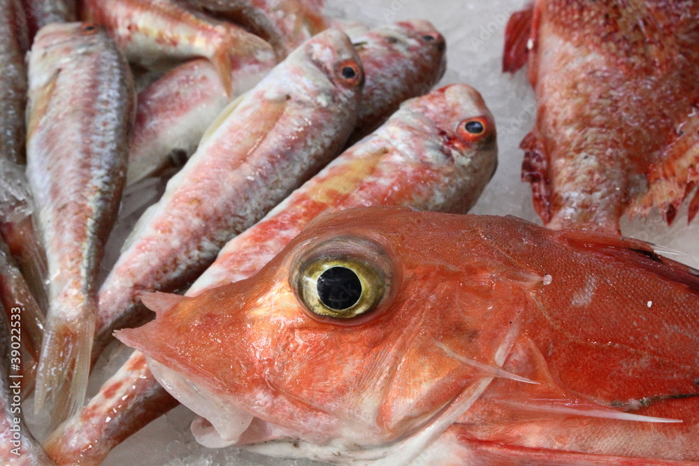 closeup of big red fish and mullet with eye head tails and scales on ...