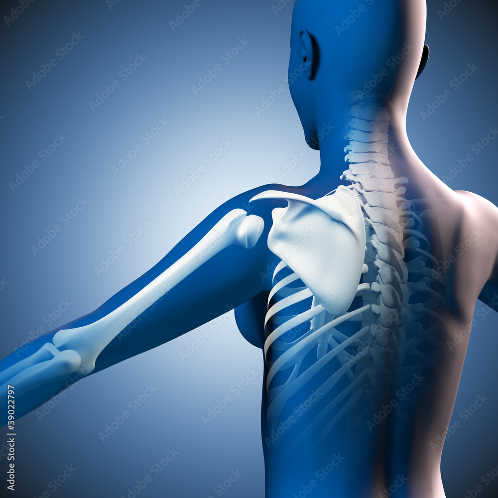 Schulter - Anatomie - 3D Grafik Stock Illustration | Adobe Stock