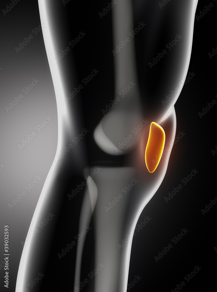 Human knee patella anatomy lateral view Stock Illustration | Adobe Stock