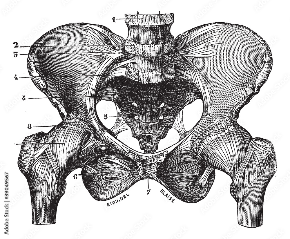 Fig. 160. Basin (squeleite with ligaments) saw its front face, v Stock ...