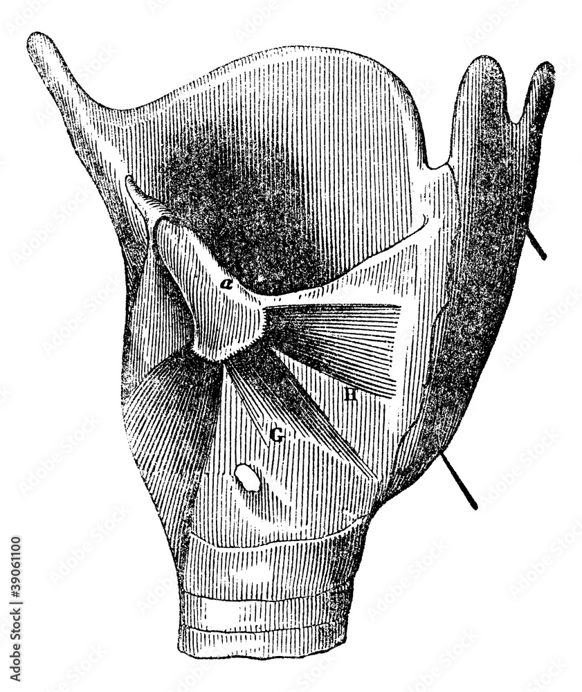 Larynx anatomy, vintage engraving. Stock Vector | Adobe Stock