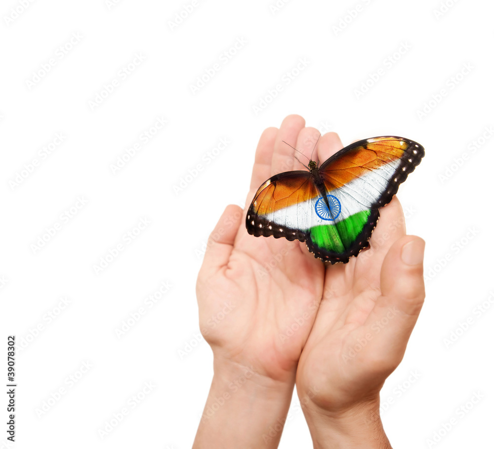 India flag butterfly Stock Photo | Adobe Stock