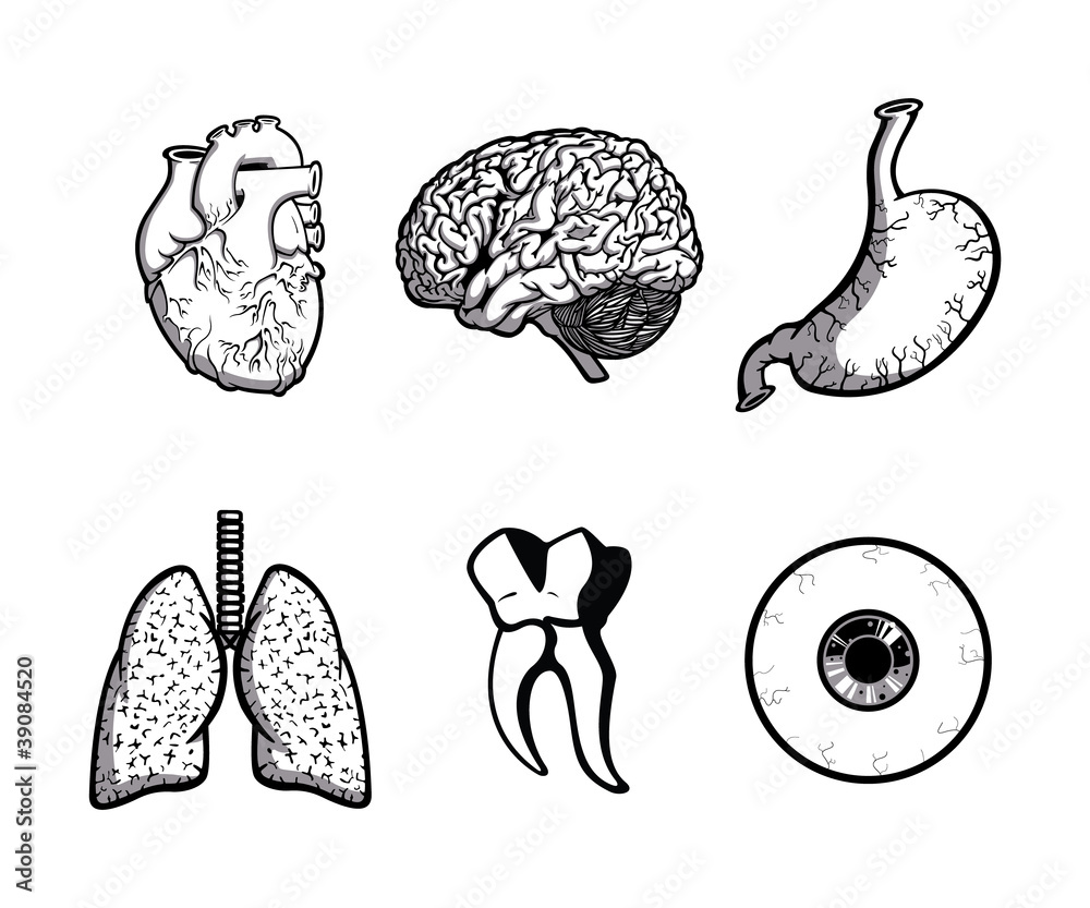 Black and White Human Organs Stock Vector | Adobe Stock