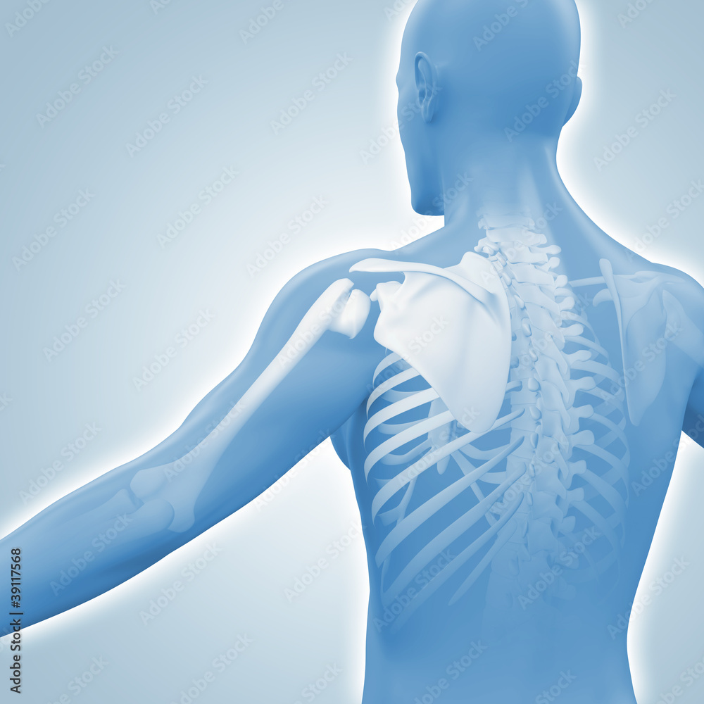 Schulter - Anatomie - 3D Grafik Stock-Illustration | Adobe Stock