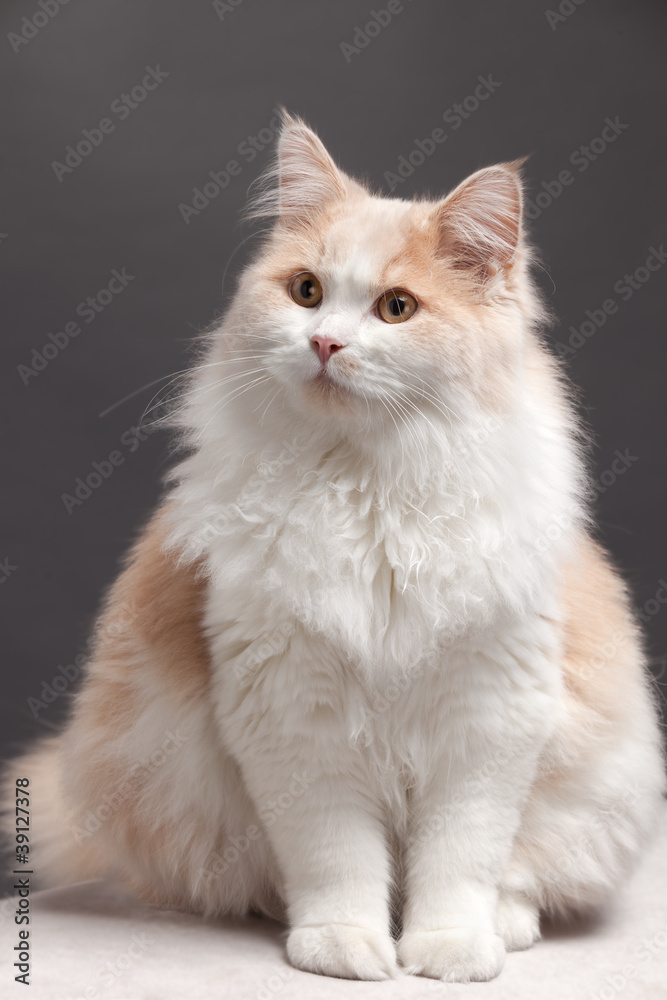 beige cat, isolated on a grey background Stock-Foto | Adobe Stock