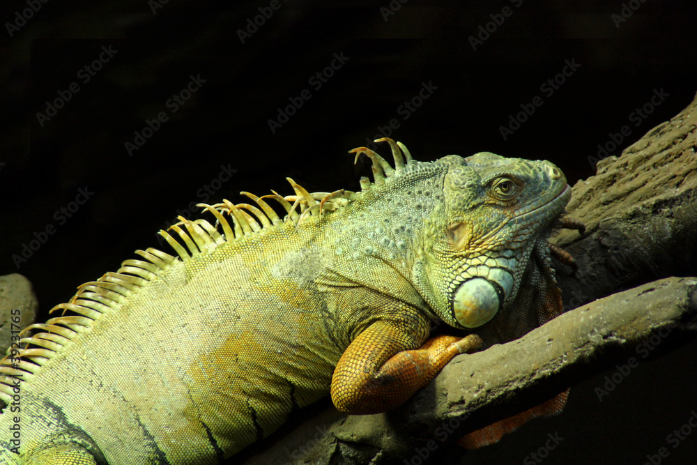 Grüner Leguan Stock-Foto | Adobe Stock