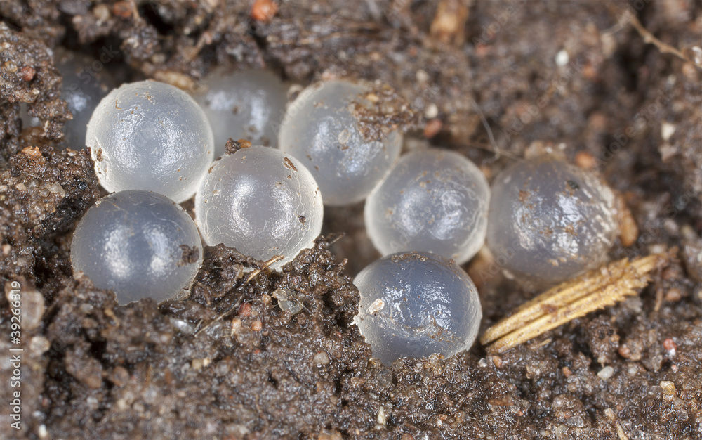 Worm Eggs