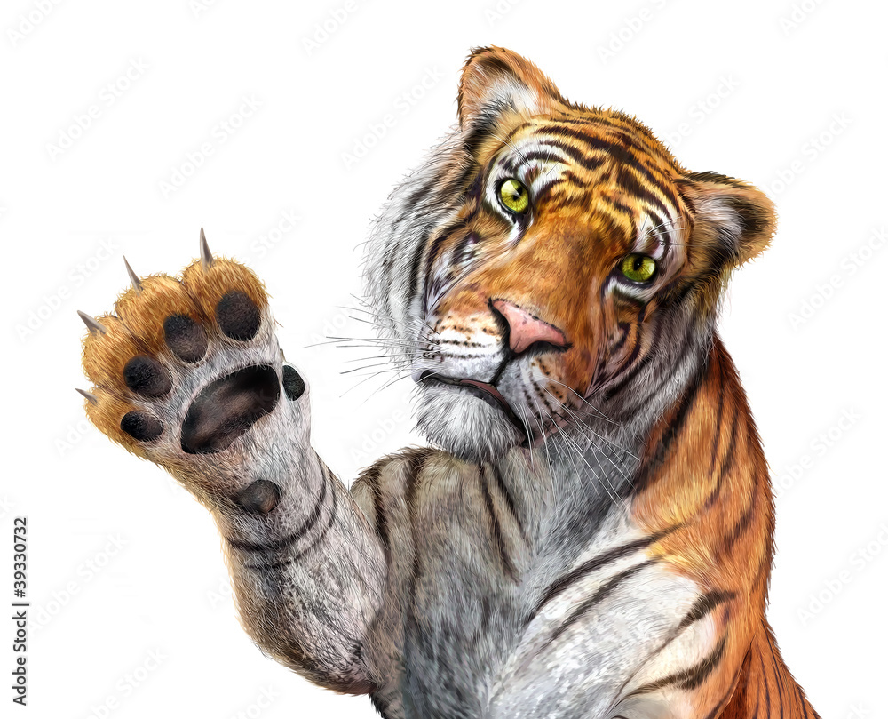 Tiger close up, facing the viewer, with the right hand up and cl Stock ...