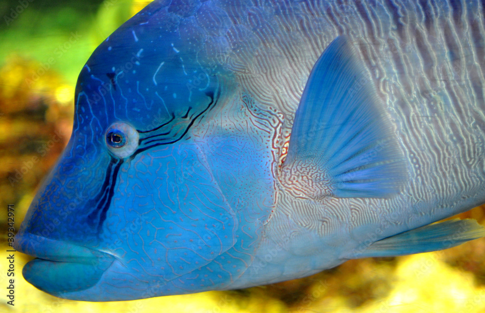 poisson napoléon Photos | Adobe Stock