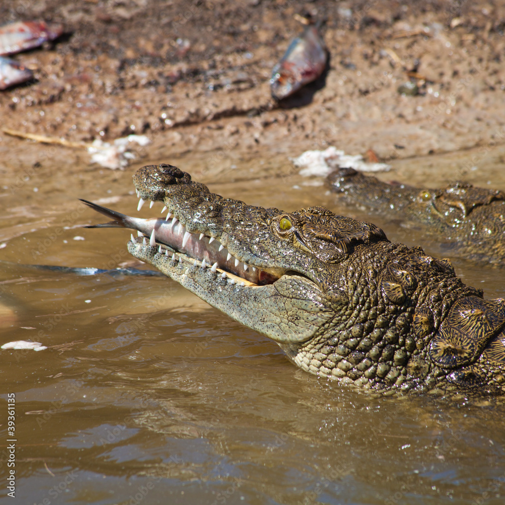 Foto Stock feeding the crocs | Adobe Stock